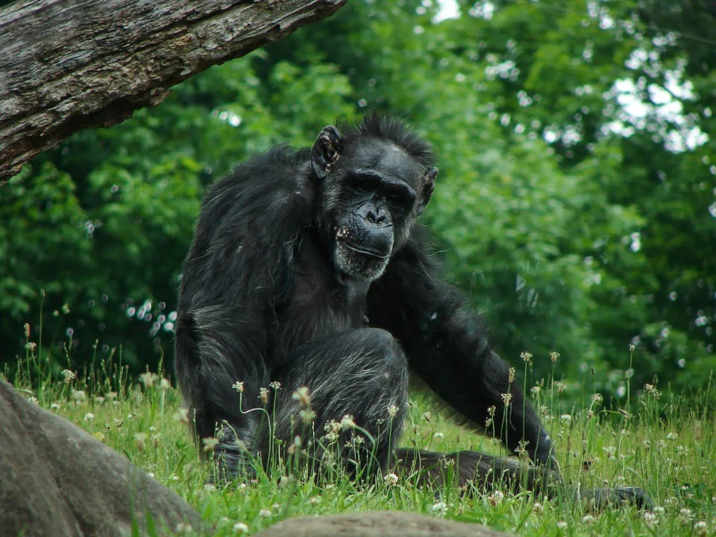 Protecting chimpanzee habitat | The Quick Response Fund for Nature