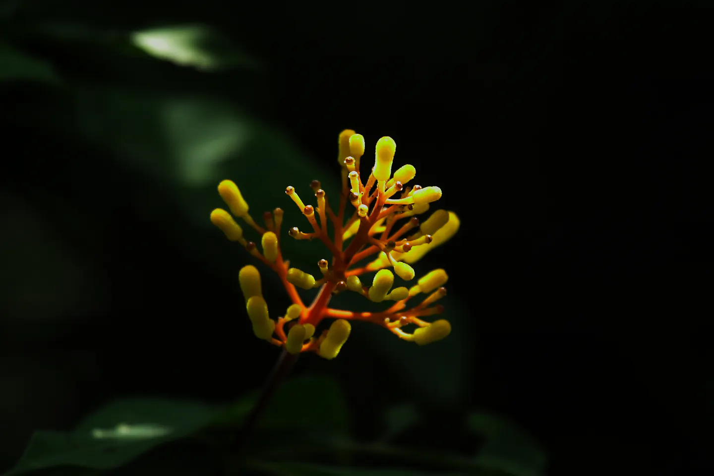 Expanding the Paujil Reserve | The Quick Response Fund for Nature