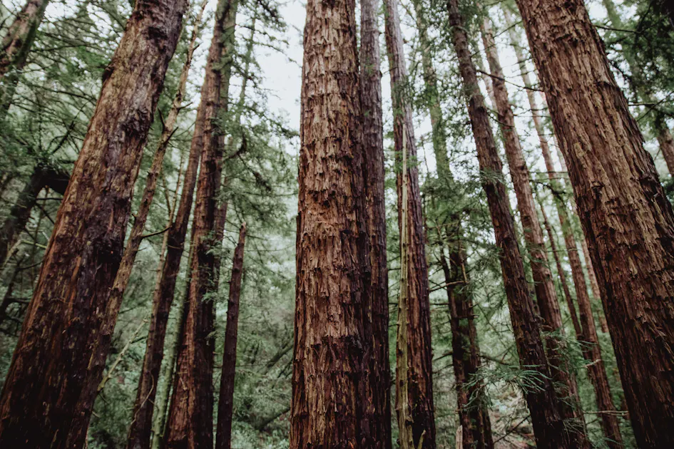 National Forest protection: a 21st century approach for biodiversity ...