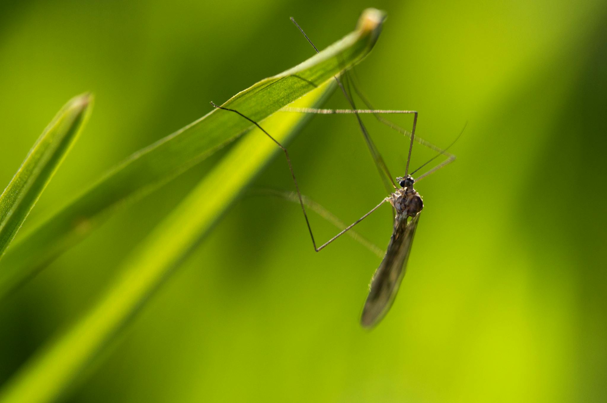 Climate Change behind insect-borne illness rise | One Earth