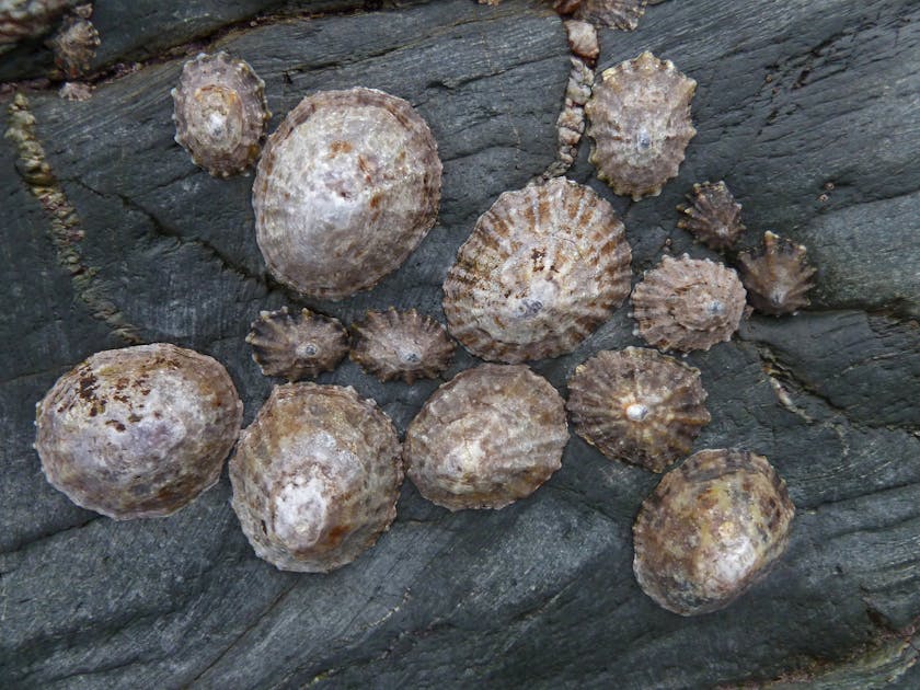 How tiny limpets do the heavy lifting of climate resilience | One Earth