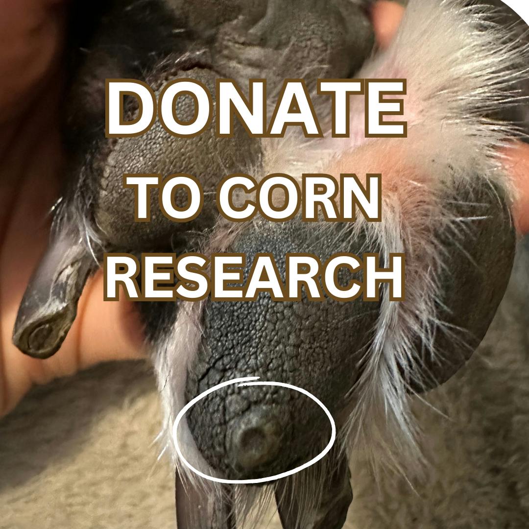 The Greyhound Health Initiative