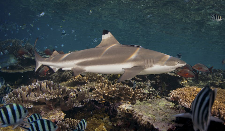 Rapid Assessment Toolkit for Sharks (RAT) | Shark Conservation Fund
