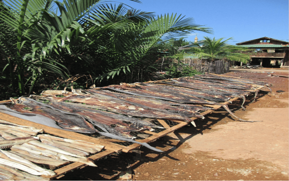 Building Capacity for Long-Term Shark Conservation in Myanmar | Shark ...