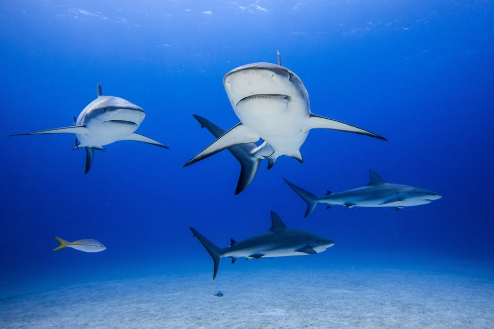 Contact Us | Shark Conservation Fund