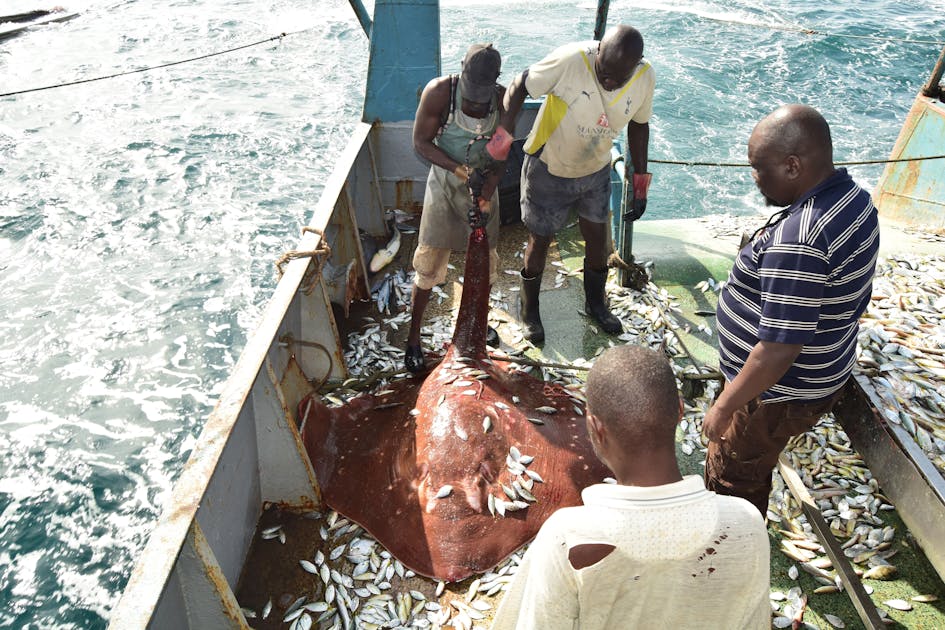 Implementing the National Plan of Action for Sharks in Kenya ...