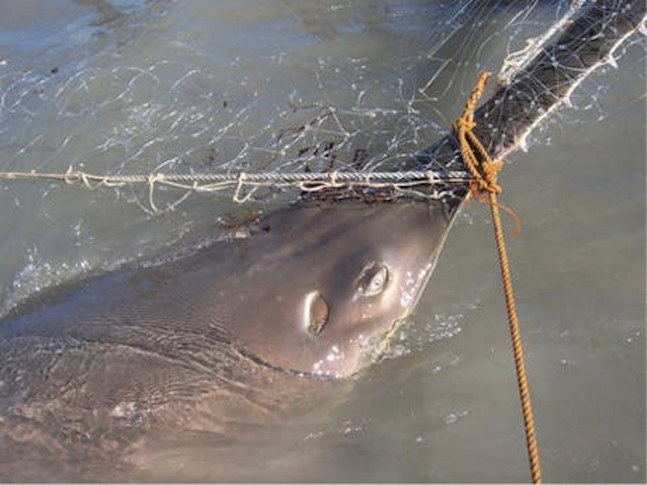In-situ Conservation of Queensland's Sawfish | Shark Conservation Fund
