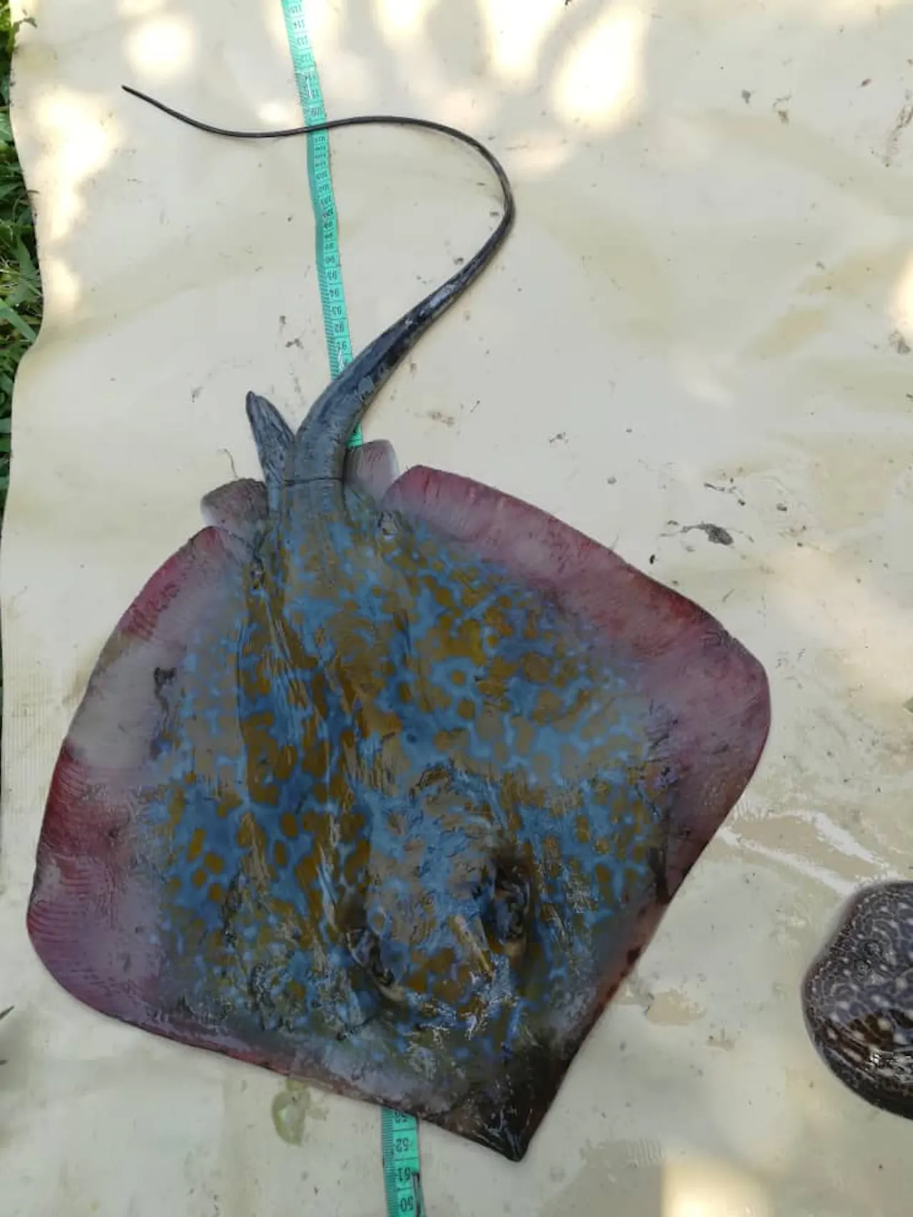 Shark and Ray Exploitation Status in the Manyange Na Elombo Marine ...