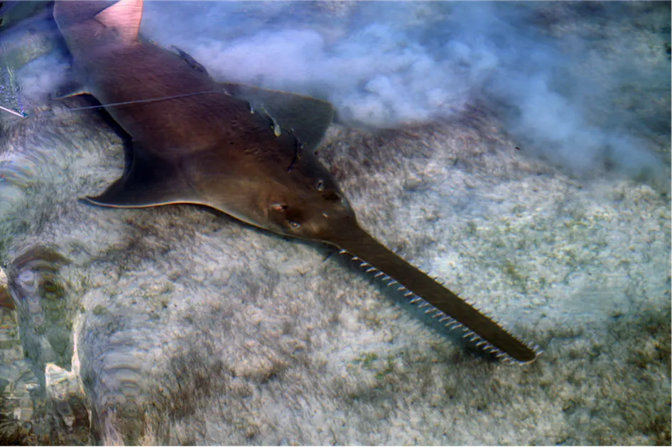 Saving Caribbean Sawfishes | Shark Conservation Fund