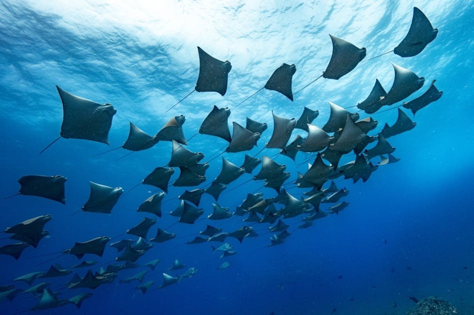 Important Shark & Ray Areas: A Tool to Optimize Marine Protected Areas ...