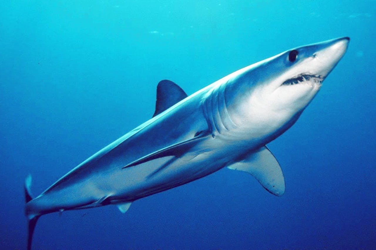 World’s fastest shark is racing towards extinction but game-changing ...