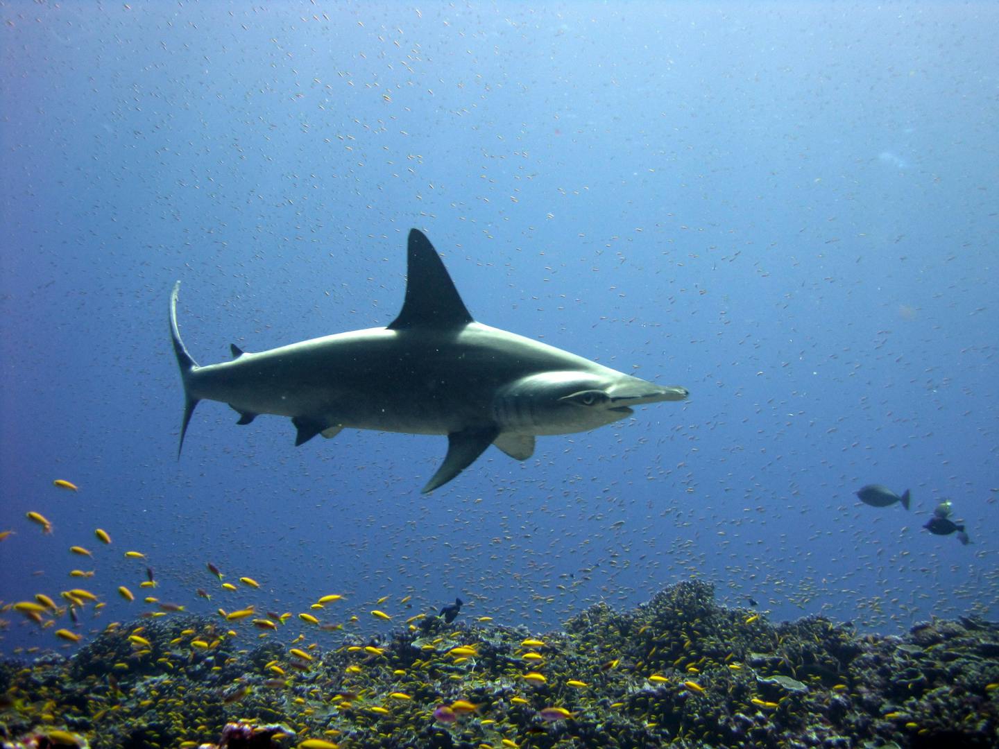 Improving the Conservation Status of Threatened Shark and Ray Species ...