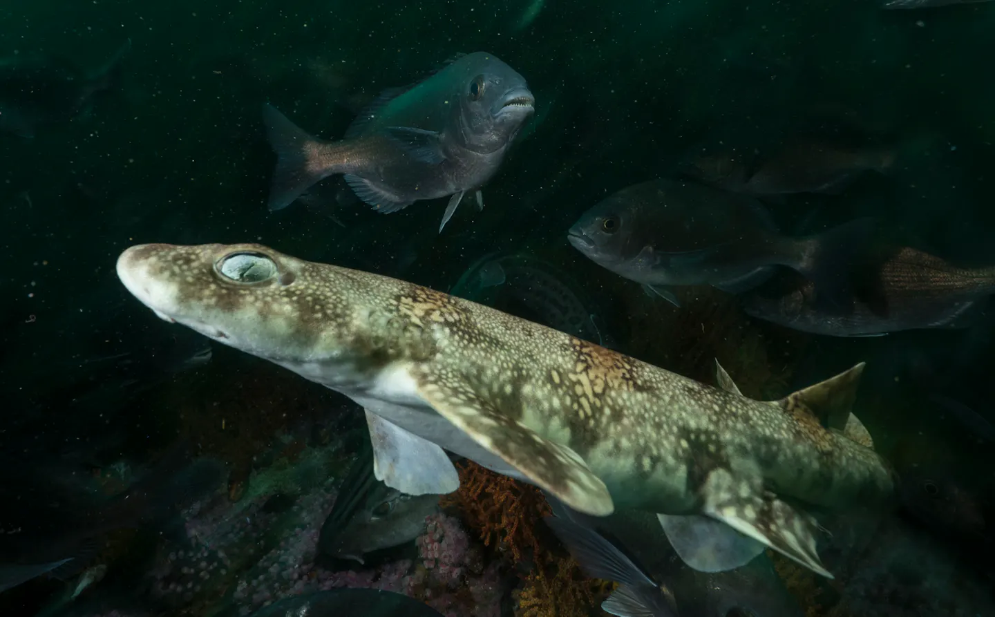Preventing Extinctions | Shark Conservation Fund