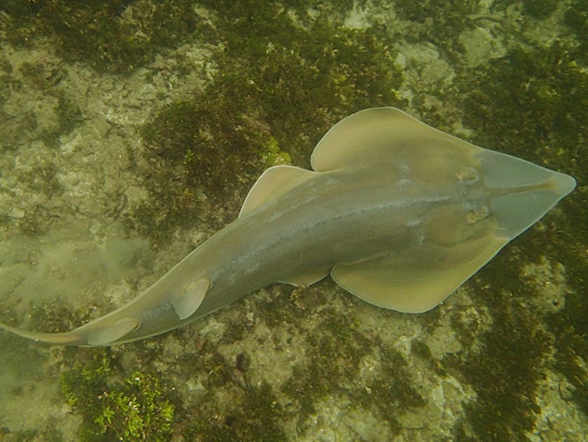 Improving Species Catch Data Collection for the Conservation and ...