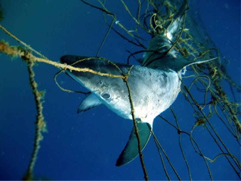 Protecting Sharks and Rays in Australia | Shark Conservation Fund