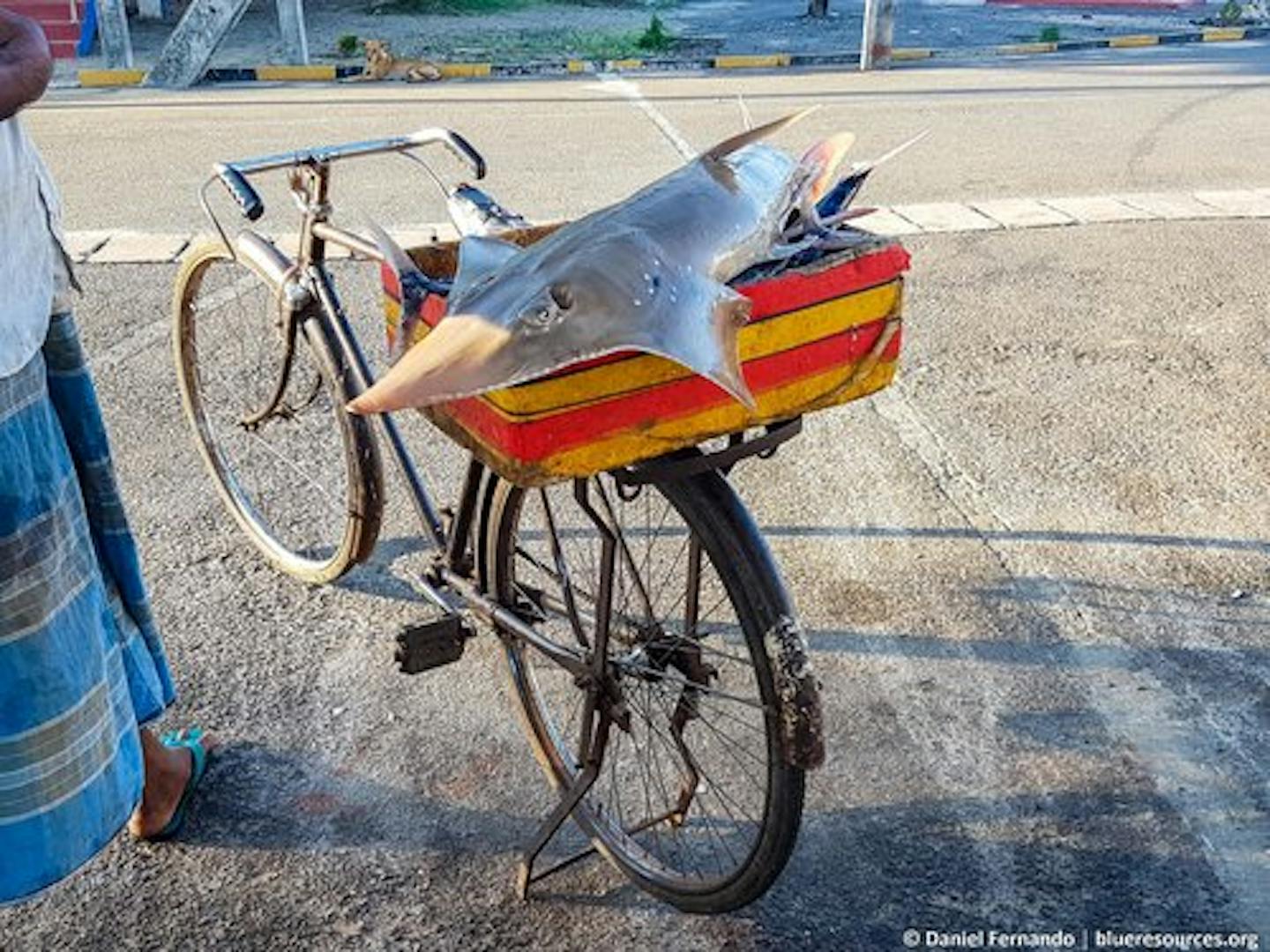 Towards a Sustainable Future for Sri Lankan Rhino Rays: Science ...