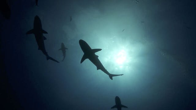 Implementing a Transboundary Swimway in the Eastern Tropical Pacific ...