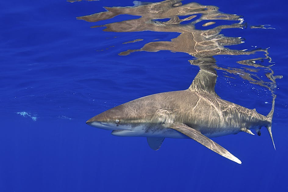 Campaign to Restore America’s Sharks and Rays | Shark Conservation Fund