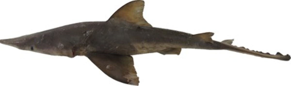 Assessing Elasmobranch Nurseries on a Global Conservation Hotspot for ...