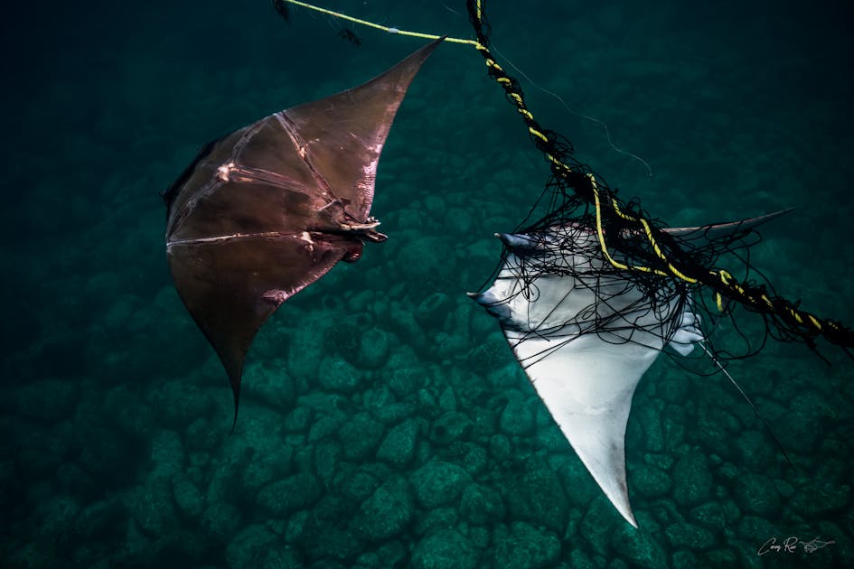 Mitigating Devil Ray Bycatch From Artisanal Gillnet Fisheries in the ...