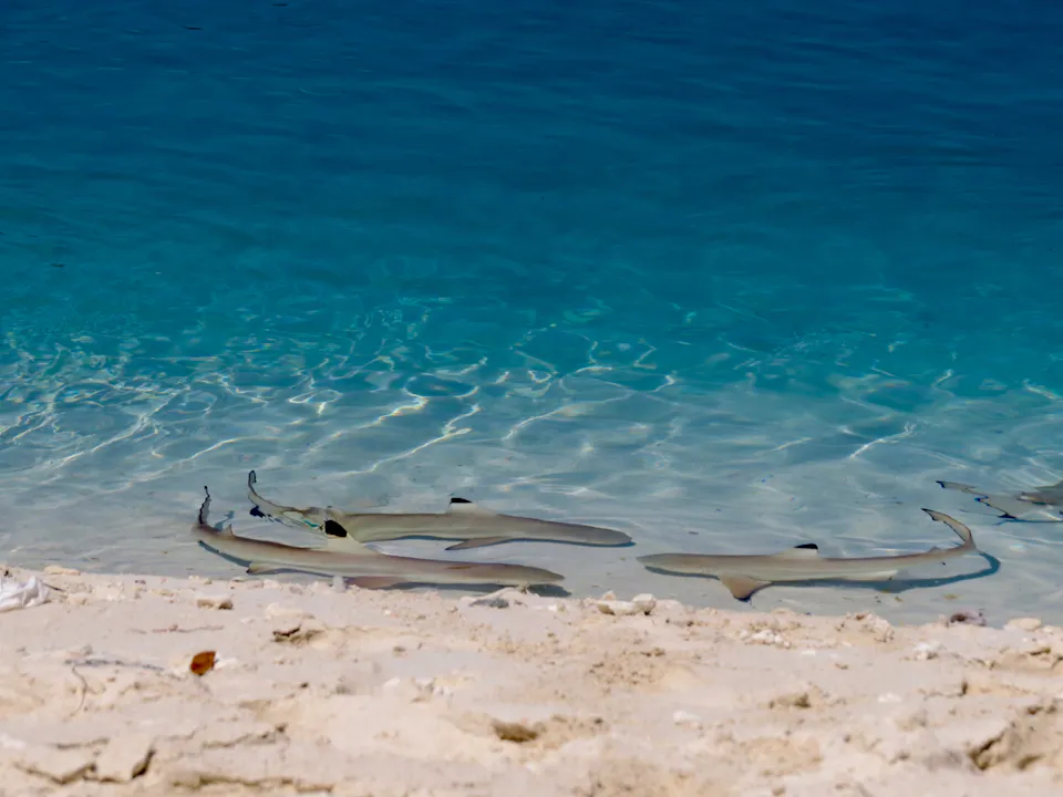 Mapping Critical Habitats of Blacktip Reef Sharks and Guitarfish Using ...