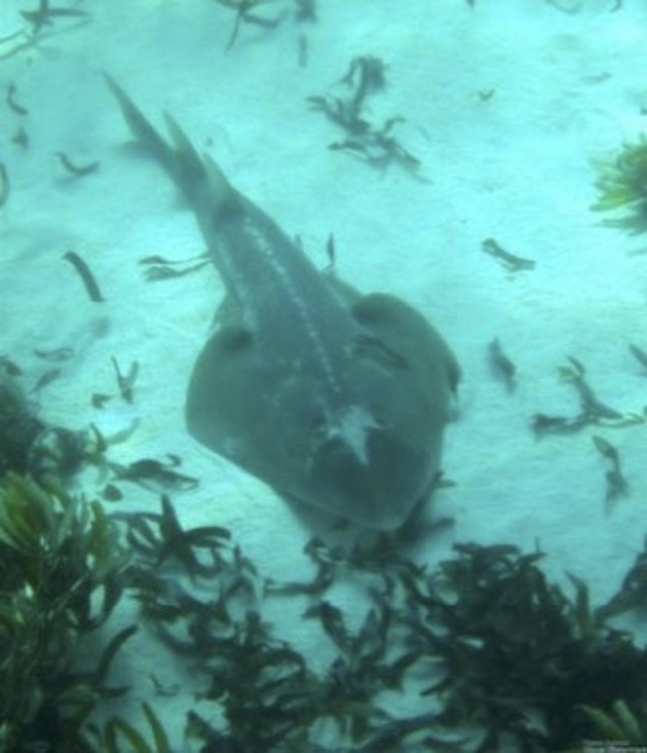 Biodiversity and Conservation of Elasmobranchs in Watamu Marine ...