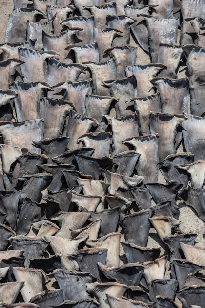 Estimation of Acquisition Time of CITES-listed Sharks: A Tool for Pre ...