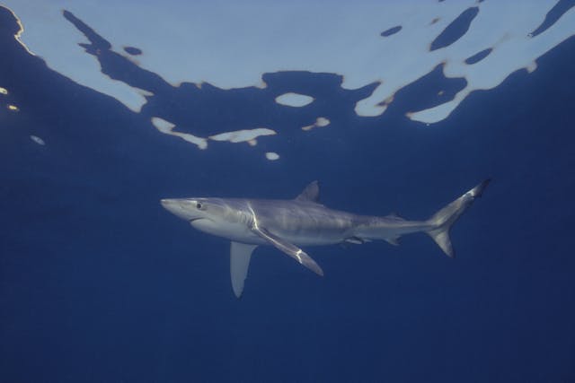 Blue Shark Regional NDF Guidance | Shark Conservation Fund