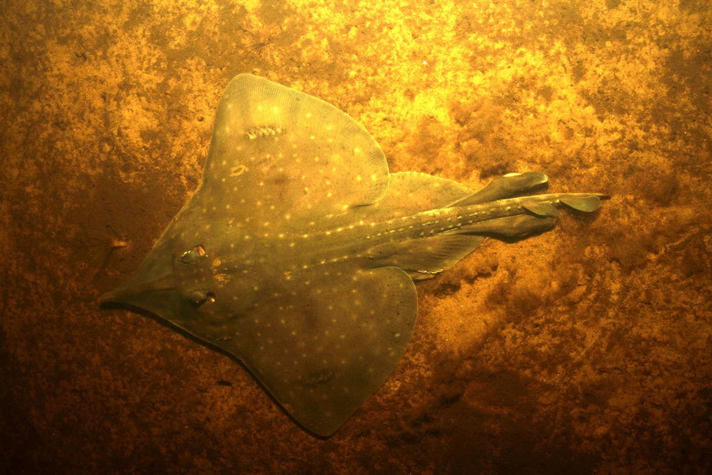 Save the Maugean Skate Campaign | Shark Conservation Fund