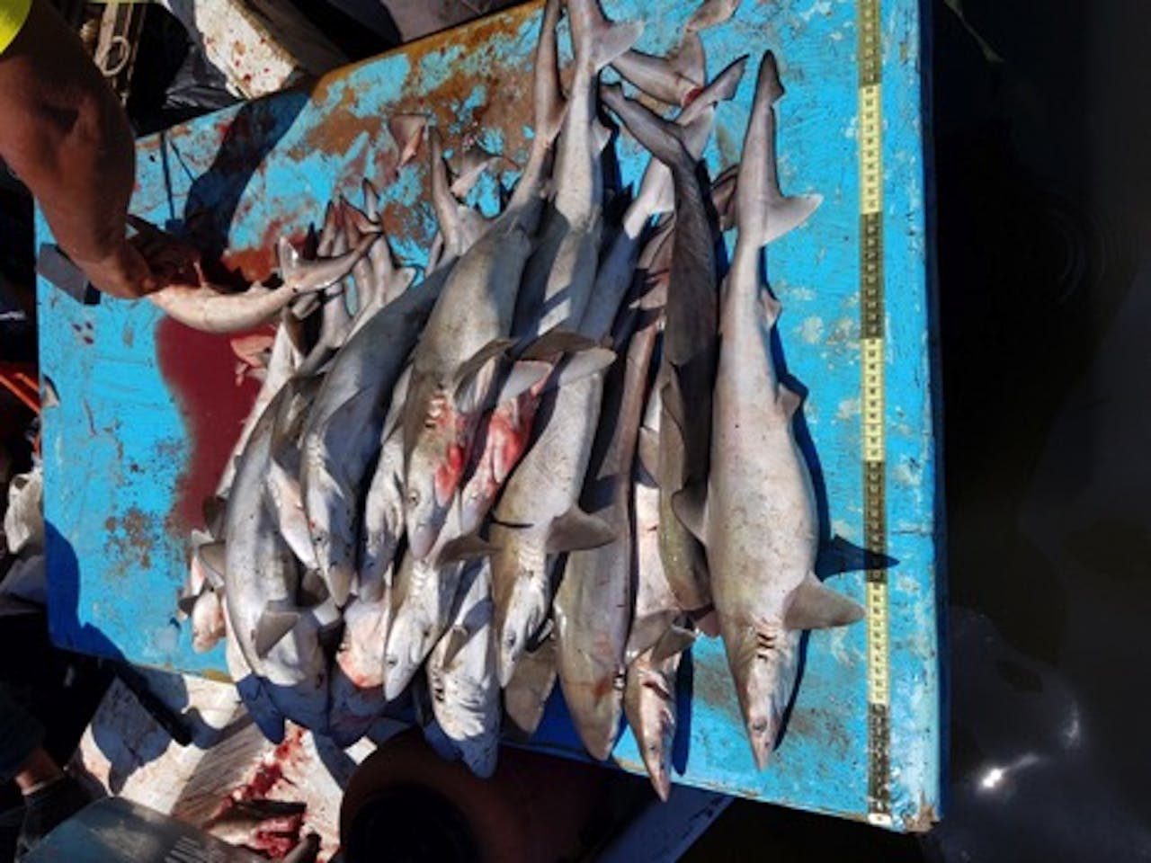 Projects | Shark Conservation Fund