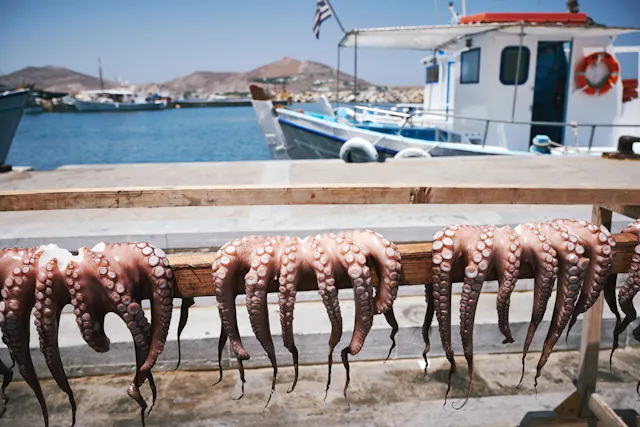 Fisheries Transparency in the Mediterranean | Oceans 5