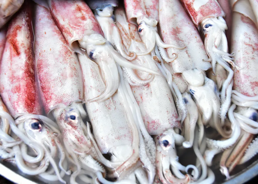 Combatting Illegal, Unregulated Squid Fisheries | Oceans 5