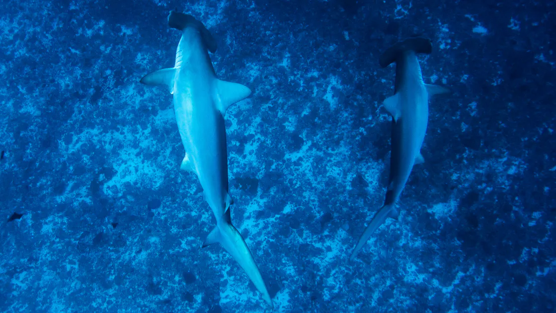 To support listing of shark species at CITES | Oceans 5