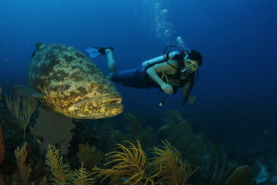 Rebuilding Cuban Fisheries | Oceans 5