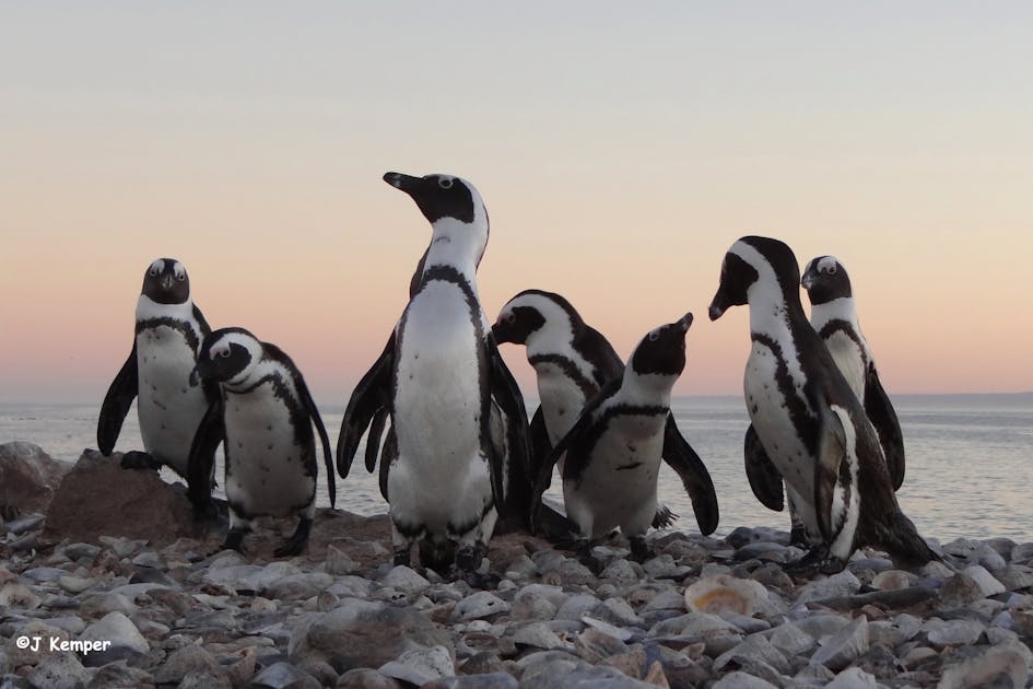 Namibia Marine Protected Areas | Oceans 5