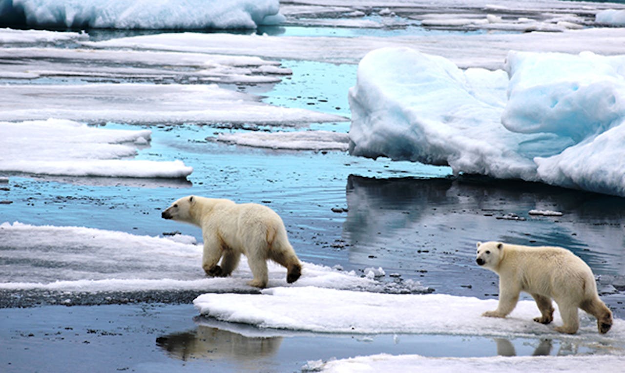 Protecting Russia’s Arctic | Oceans 5