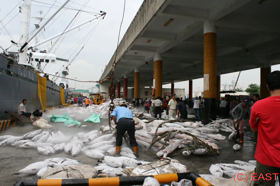 Improving Transparency and Fisheries Reform in Taiwan | Oceans 5