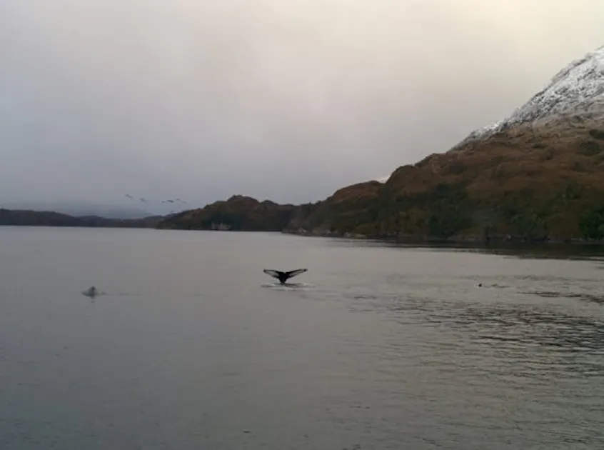 Conservation of the Patagonian Sea | Oceans 5