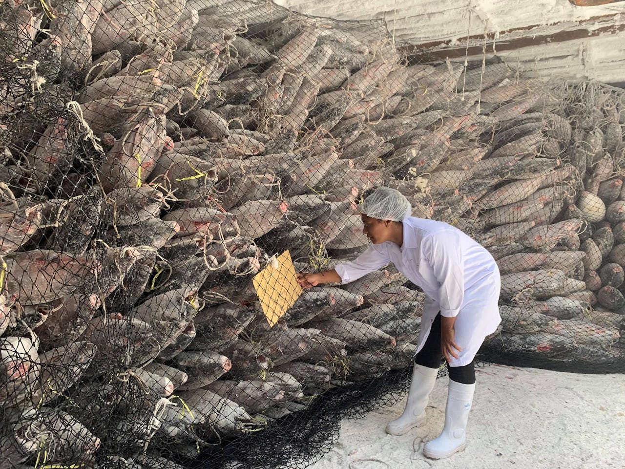 Improving Fisheries Transparency in Fiji | Oceans 5