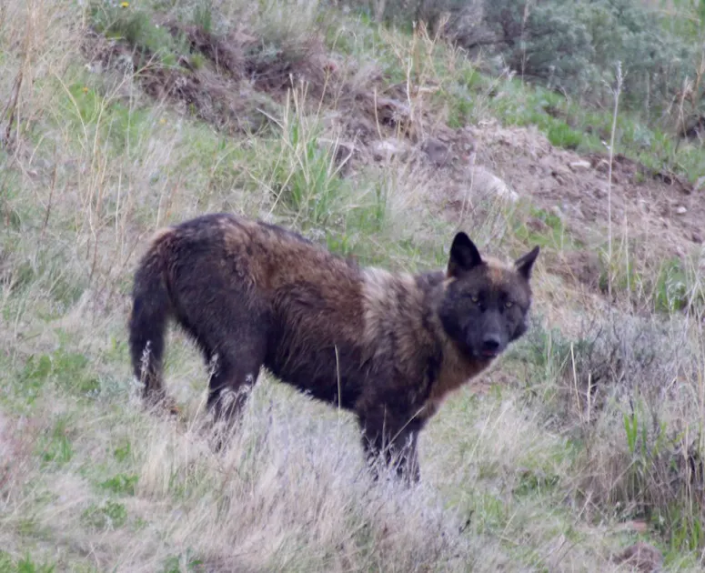 Protecting Imperiled Wolves in the Great Lakes Region Through ...
