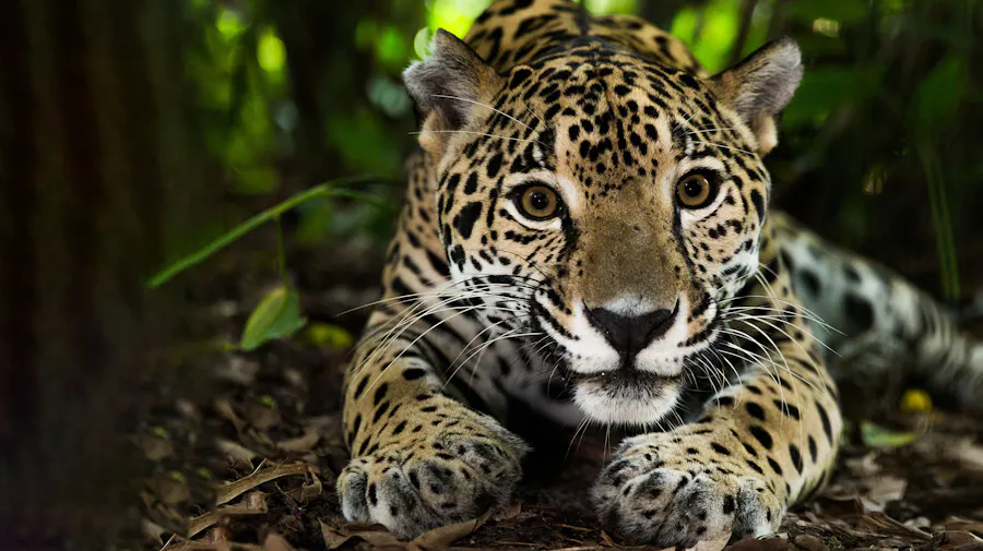 Support critical reporting on Indigenous frontline environmental ...