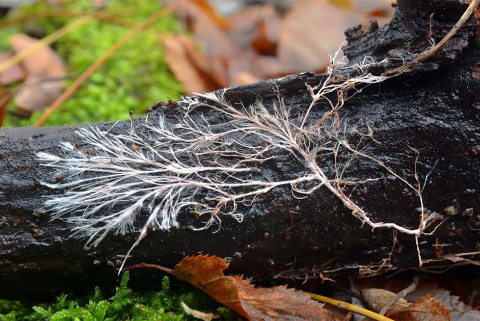 Mapping the fungi network that lives beneath the soil | One Earth