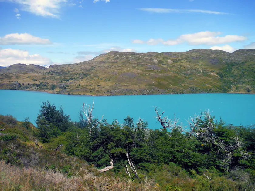 Chilean Mixed Forests (NT1) | One Earth