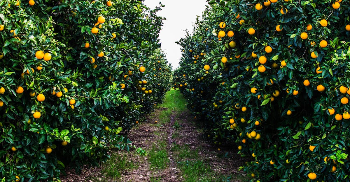 Farm Afforestation | One Earth