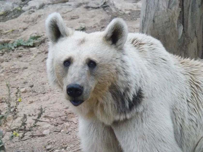 Syrian brown bear: extraordinary predators found in the Middle East ...