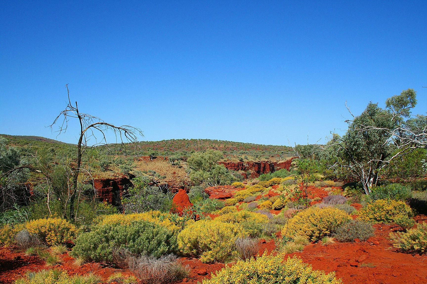Pilbara Shrublands | One Earth
