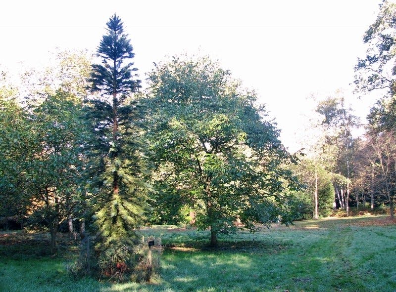 Eastern Australian Temperate Forests | One Earth