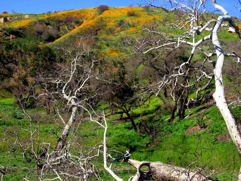 California Coastal Sage and Chaparral | One Earth