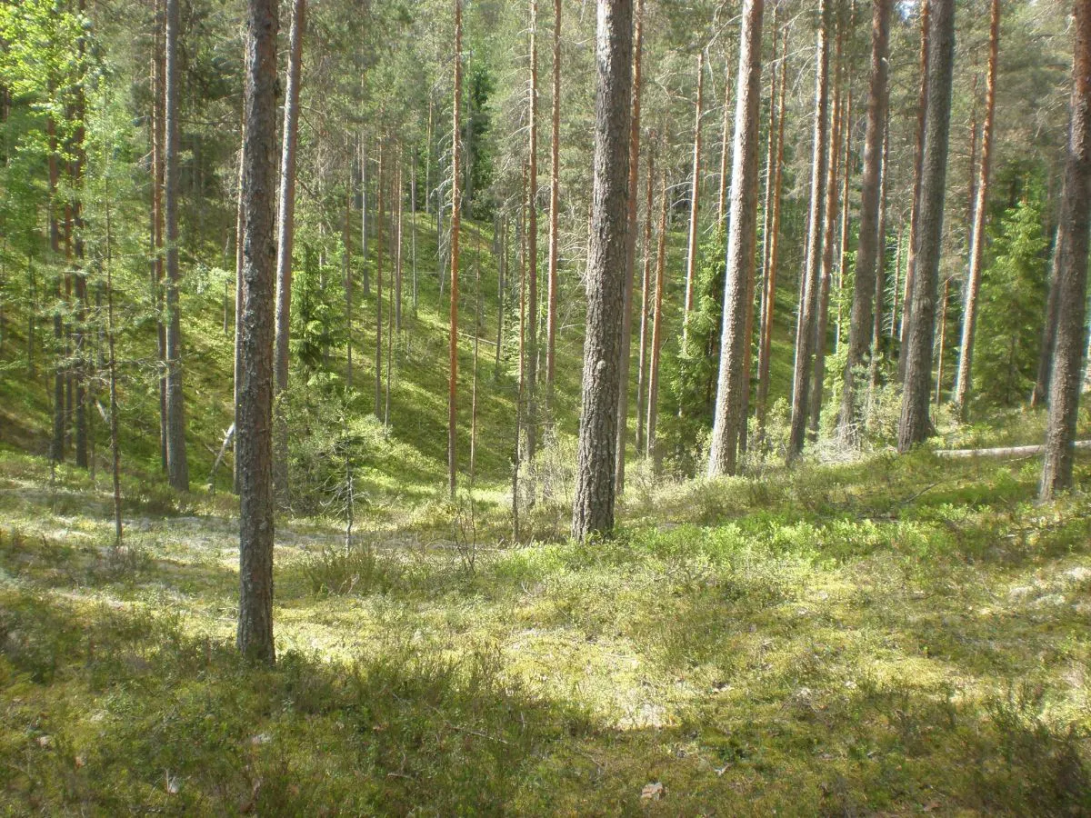 Scandinavian and Russian Taiga | One Earth