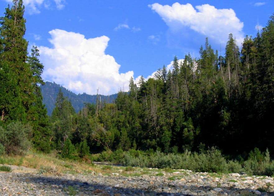 Northern California Coastal Forests | One Earth